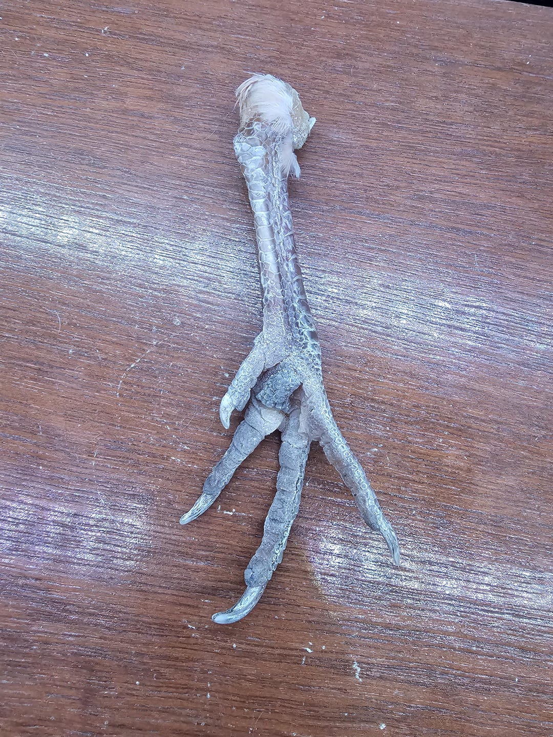 Mummified Chicken Leg Oddities Taxidermy Gothic Home Decor - Etsy