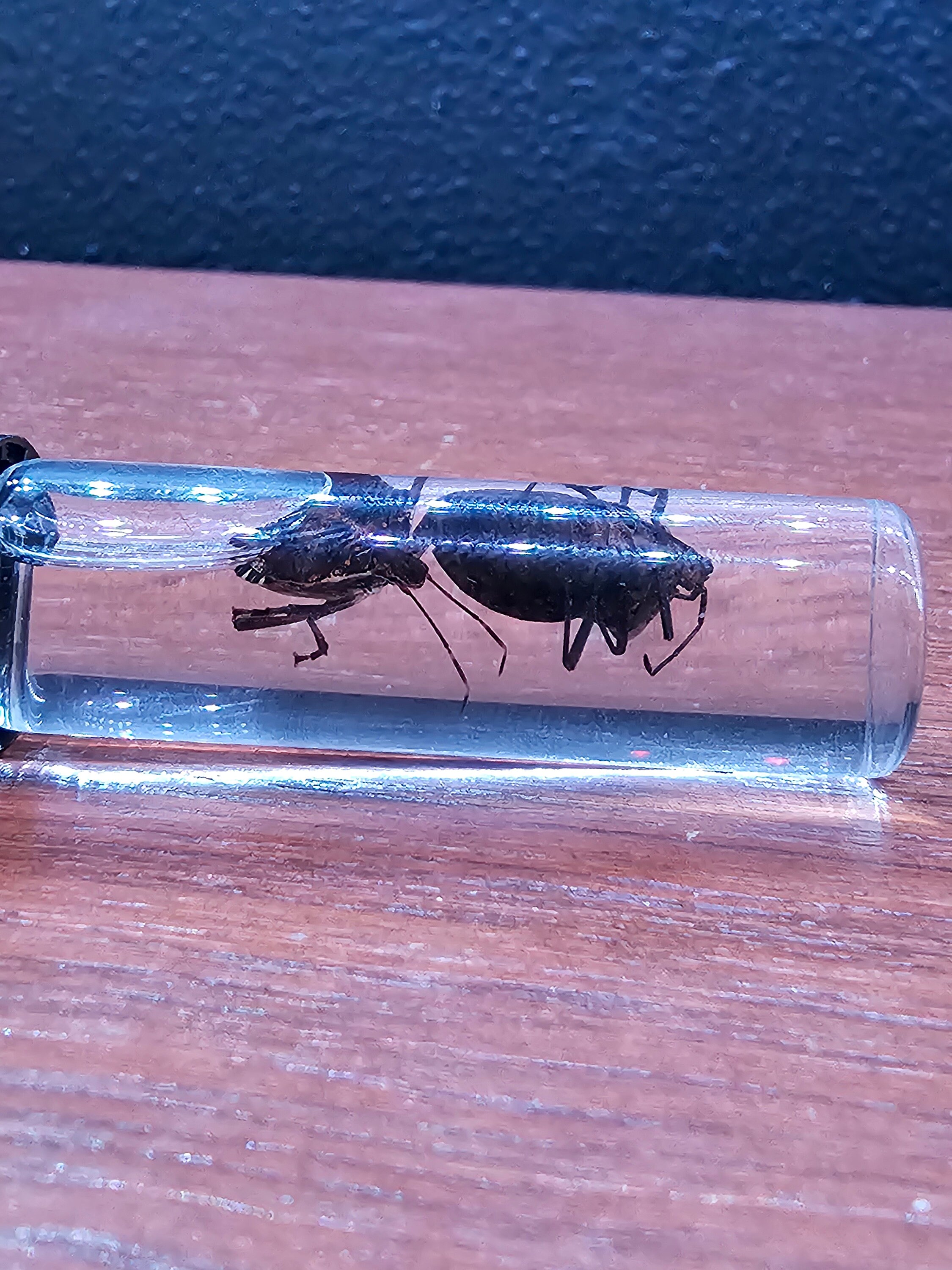 Choose Your Own Assortment Wet Specimen Science Classroom Gothic Home ...