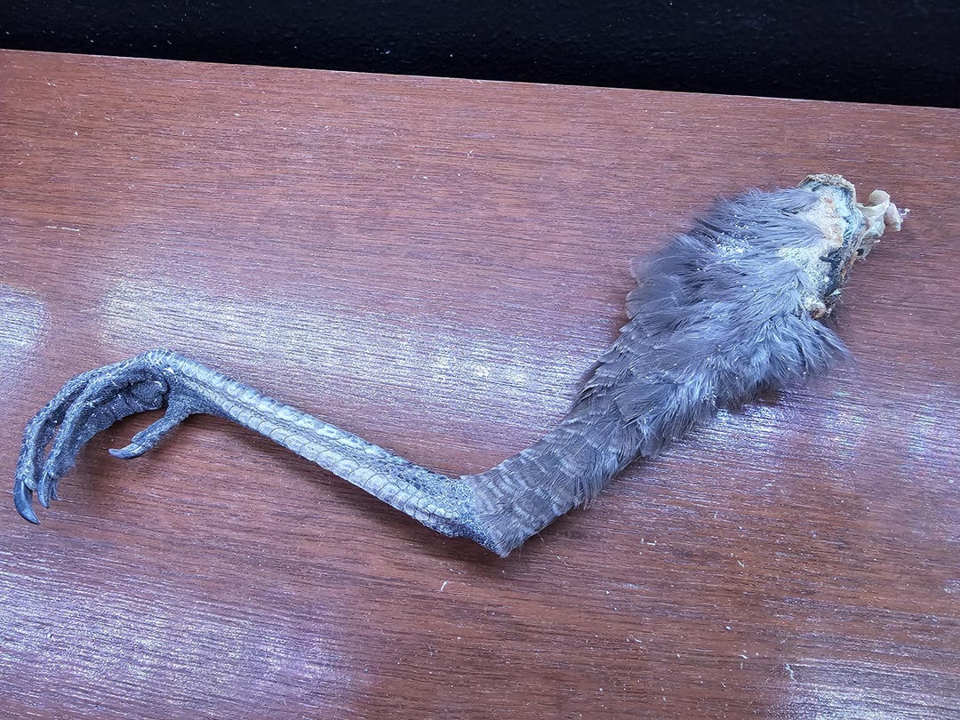 Mummified Turkey Leg | Taxidermy | Oddities and Curiosities | Gothic ...