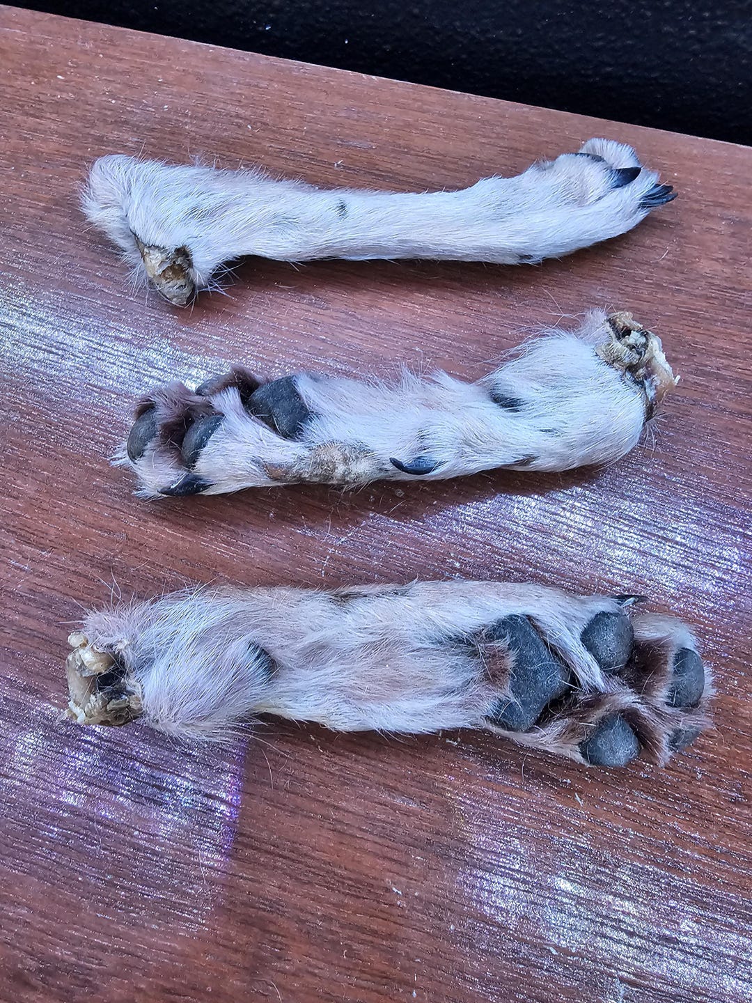 Mummified Coyote Paw Ickys Taxidermy Oddities and Curiosities Gothic ...