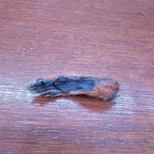 Mummified Red Squirrel Paws Taxidermy Oddities and Curiosities | Gothic ...
