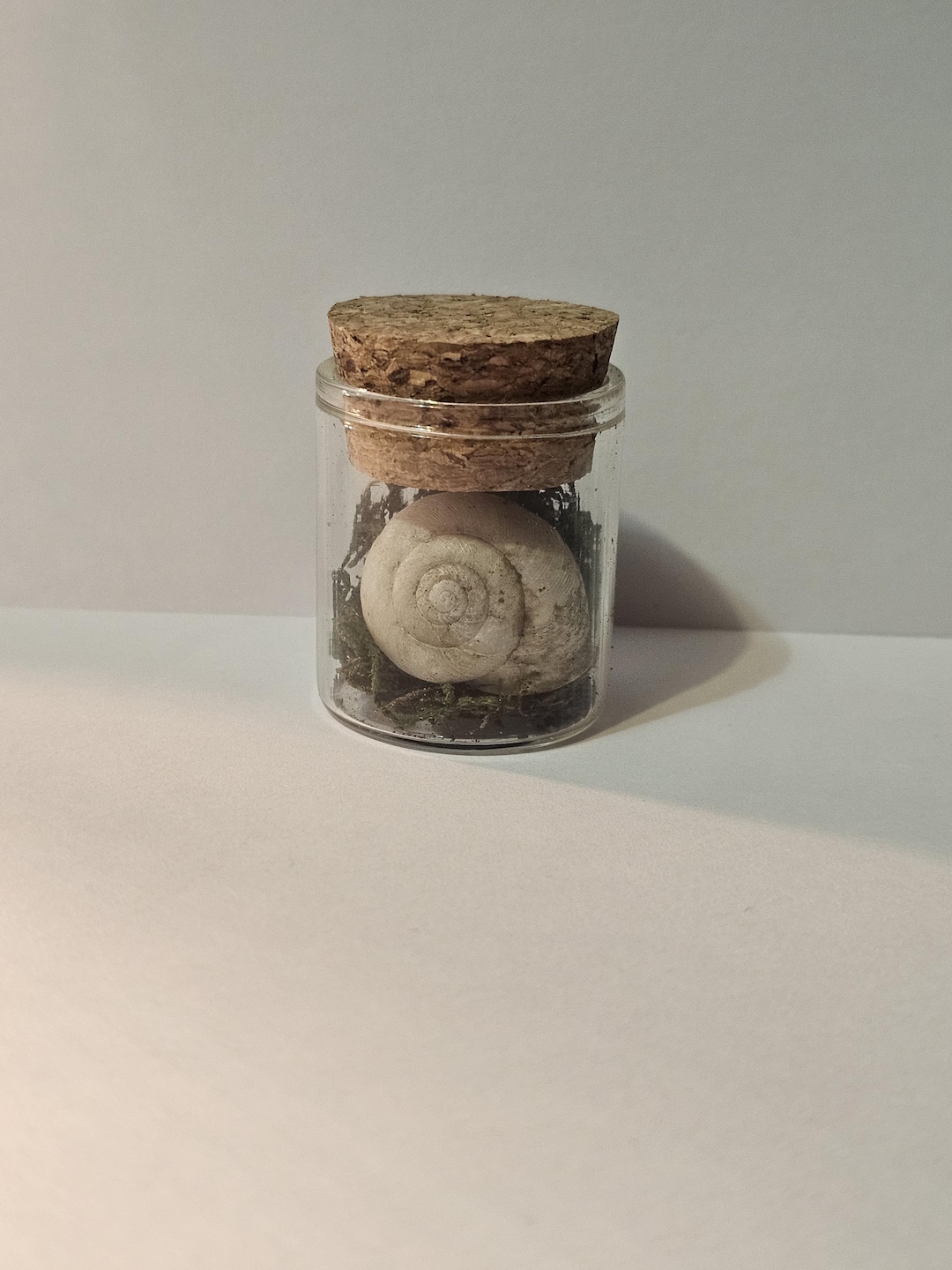 Curiosity Nature Snail Shell Woodland Timber Natural Vial: Handmade ...