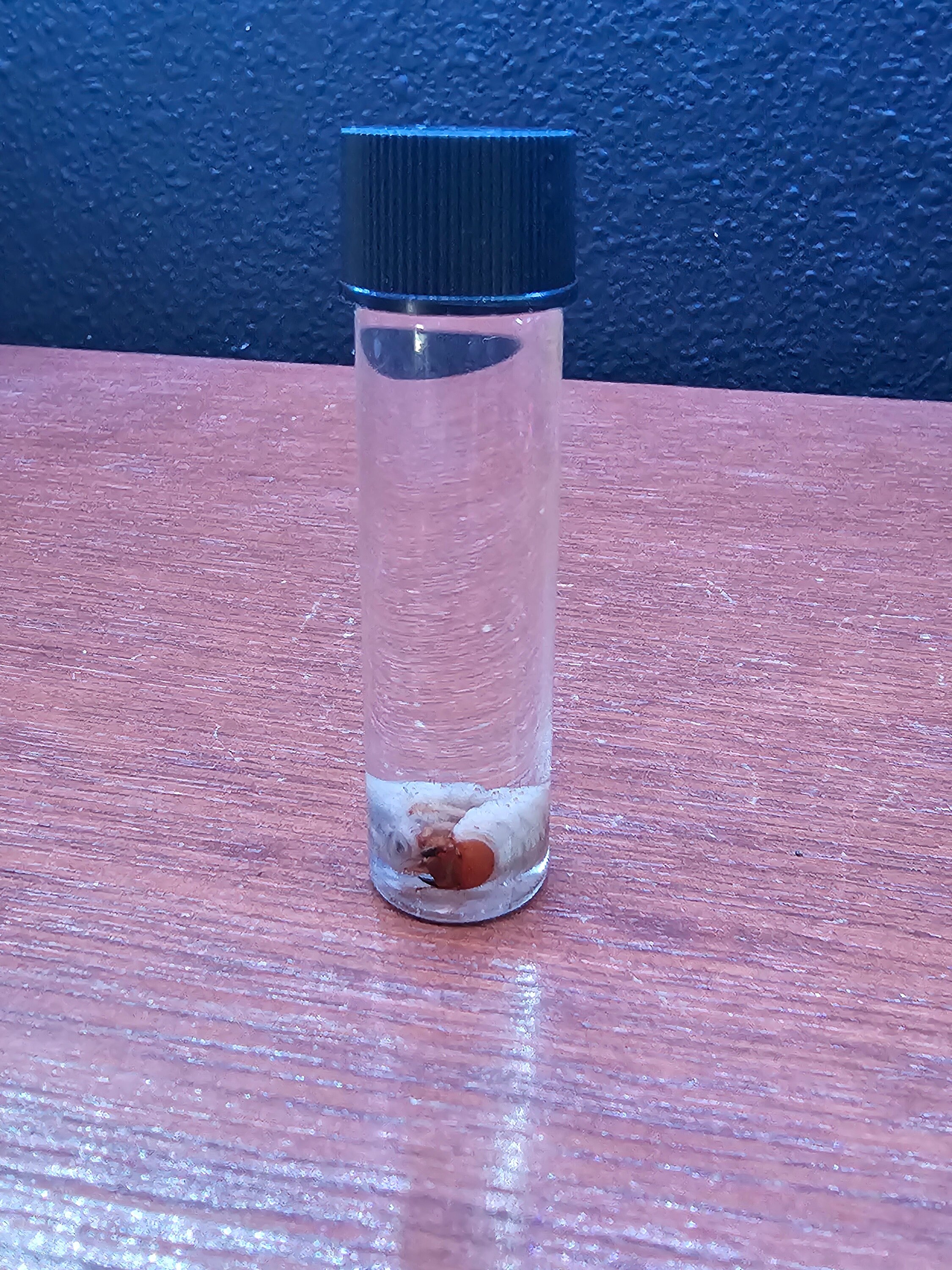 Choose Your Own Assortment Wet Specimen Science Classroom Gothic Home ...