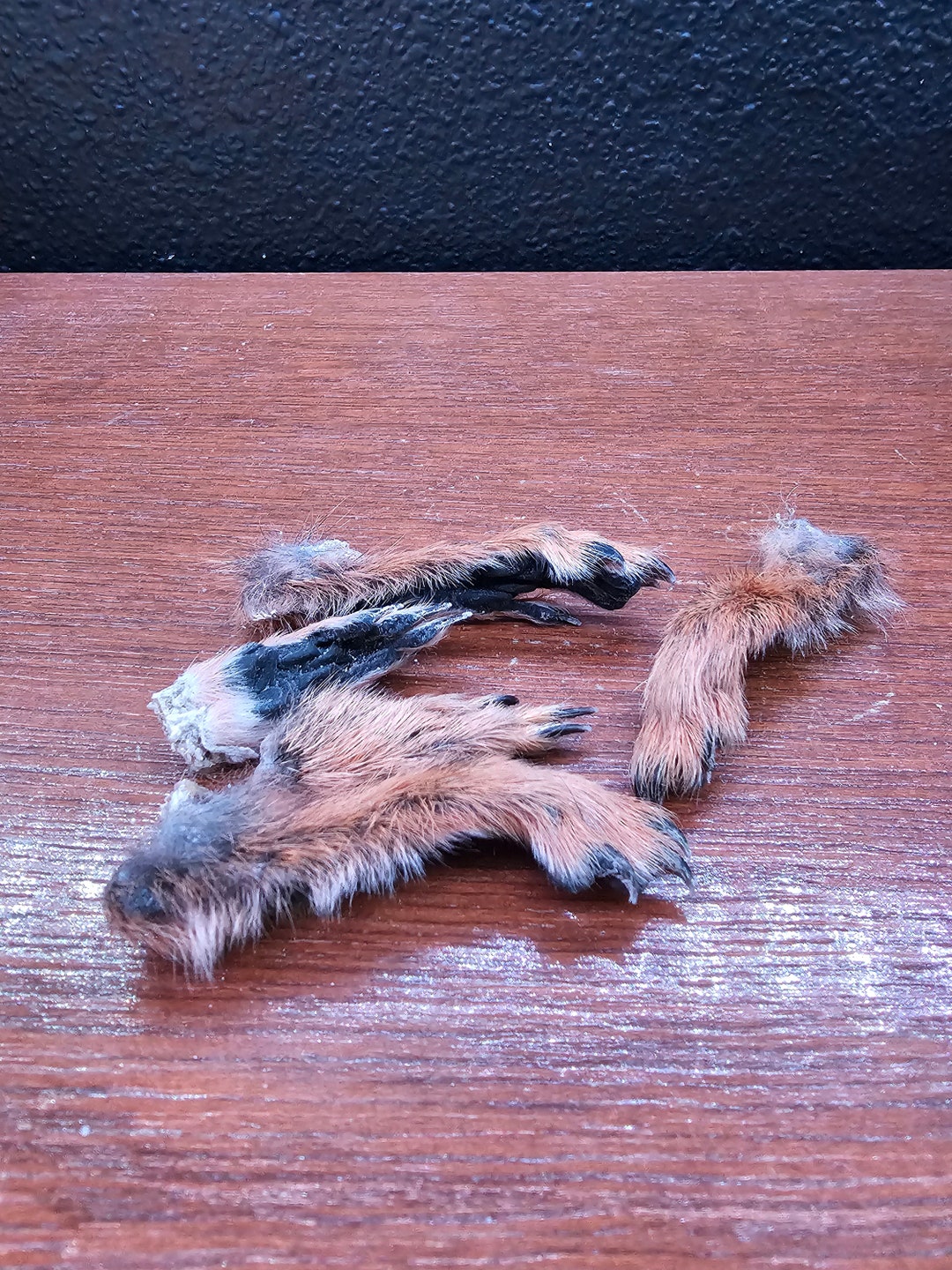 Mummified Red Squirrel Paws Taxidermy Oddities and Curiosities | Gothic ...