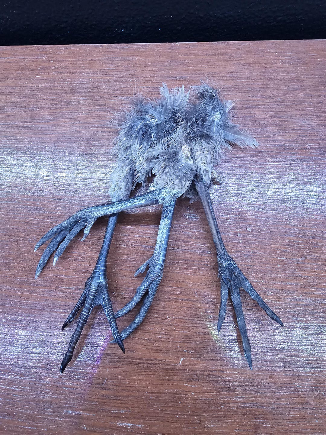 Mummified Ringneck Pheasant Legs Oddities Taxidermy Gothic Home Decor ...