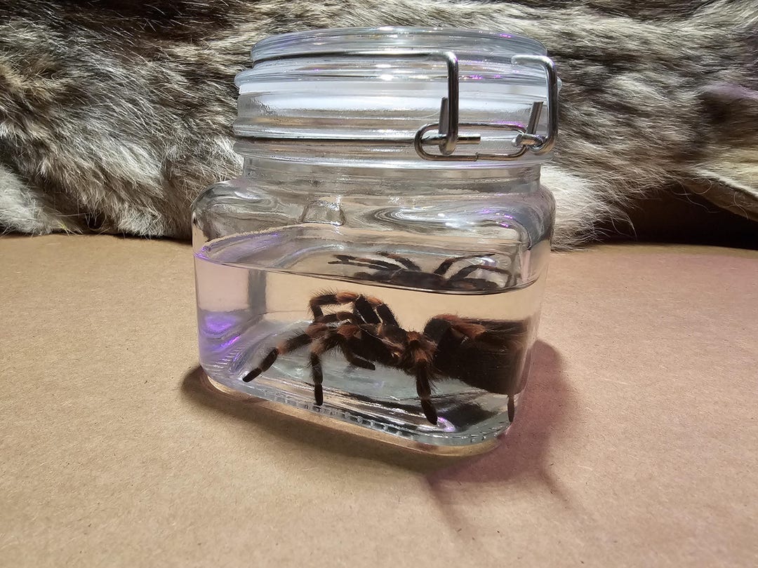 Mexican Red Knee Tarantula Spider Wet Specimen Oddities Taxidermy ...