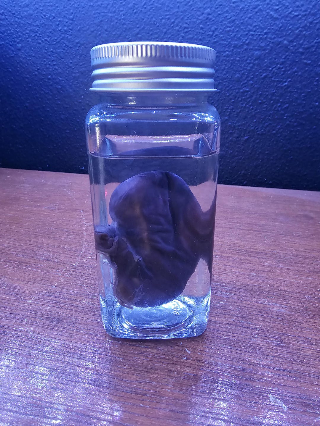 Squirrel Stomach Organ Wet Specimen Unique Taxidermy Collectible ...