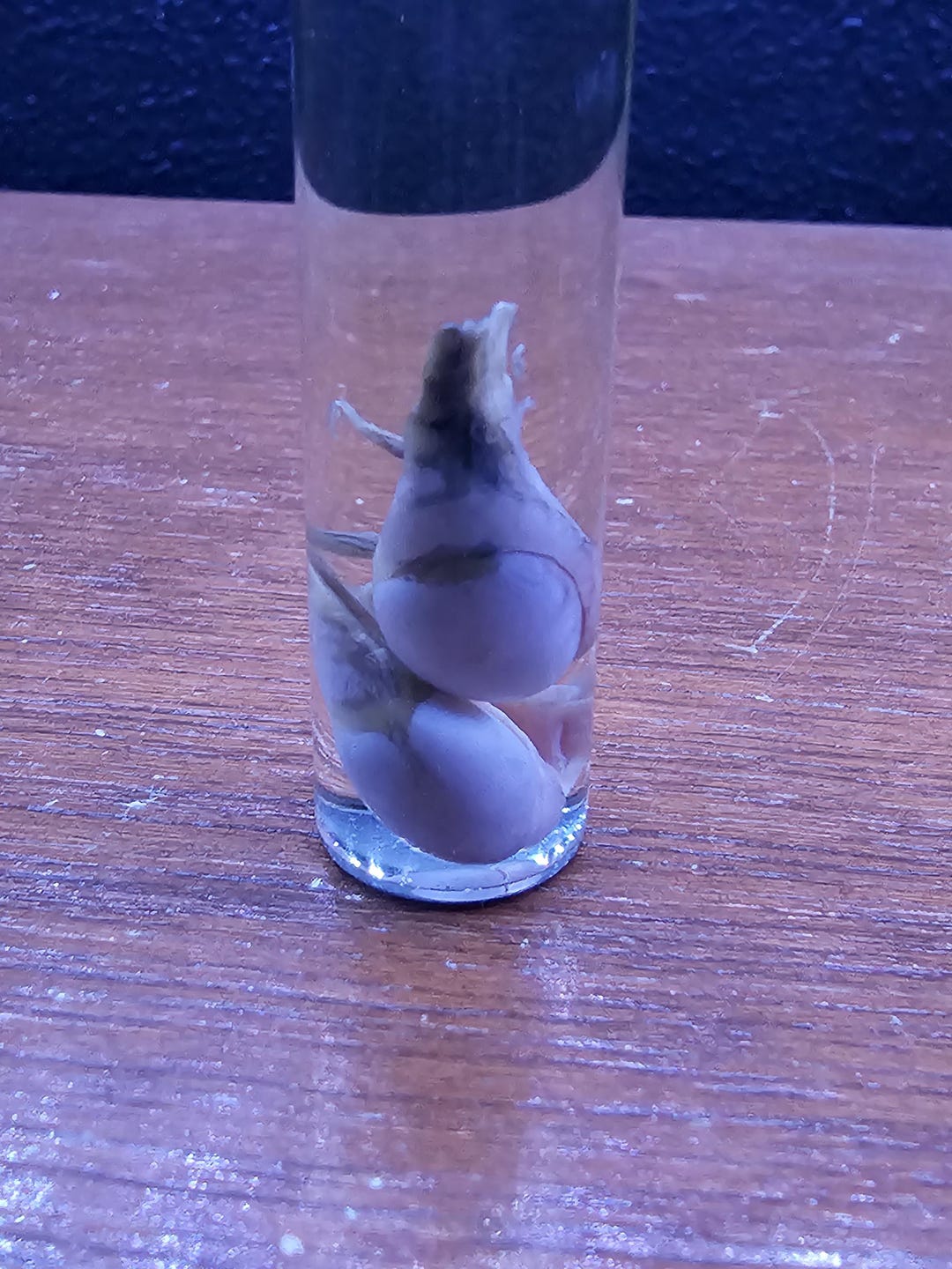 Pair of Mink Scent Glands 2 Dram Vial Oddities Wet Specimen Unique ...