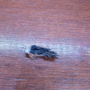 Mummified Red Squirrel Paws Taxidermy Oddities and Curiosities | Gothic ...