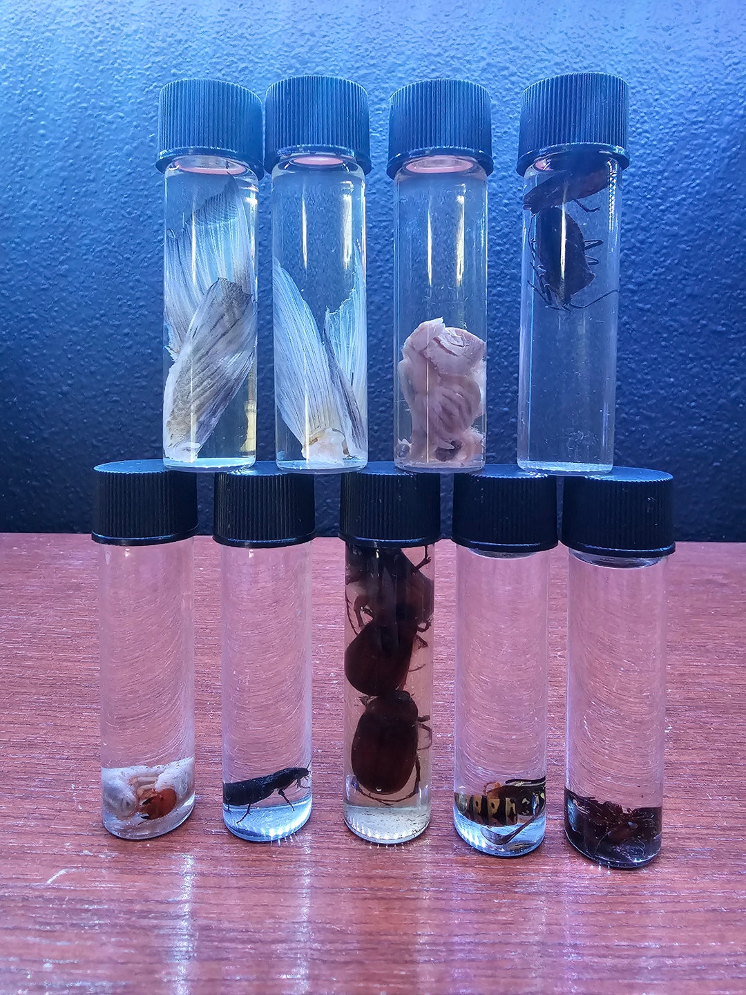 Choose Your Own Assortment Wet Specimen Science Classroom Gothic Home ...