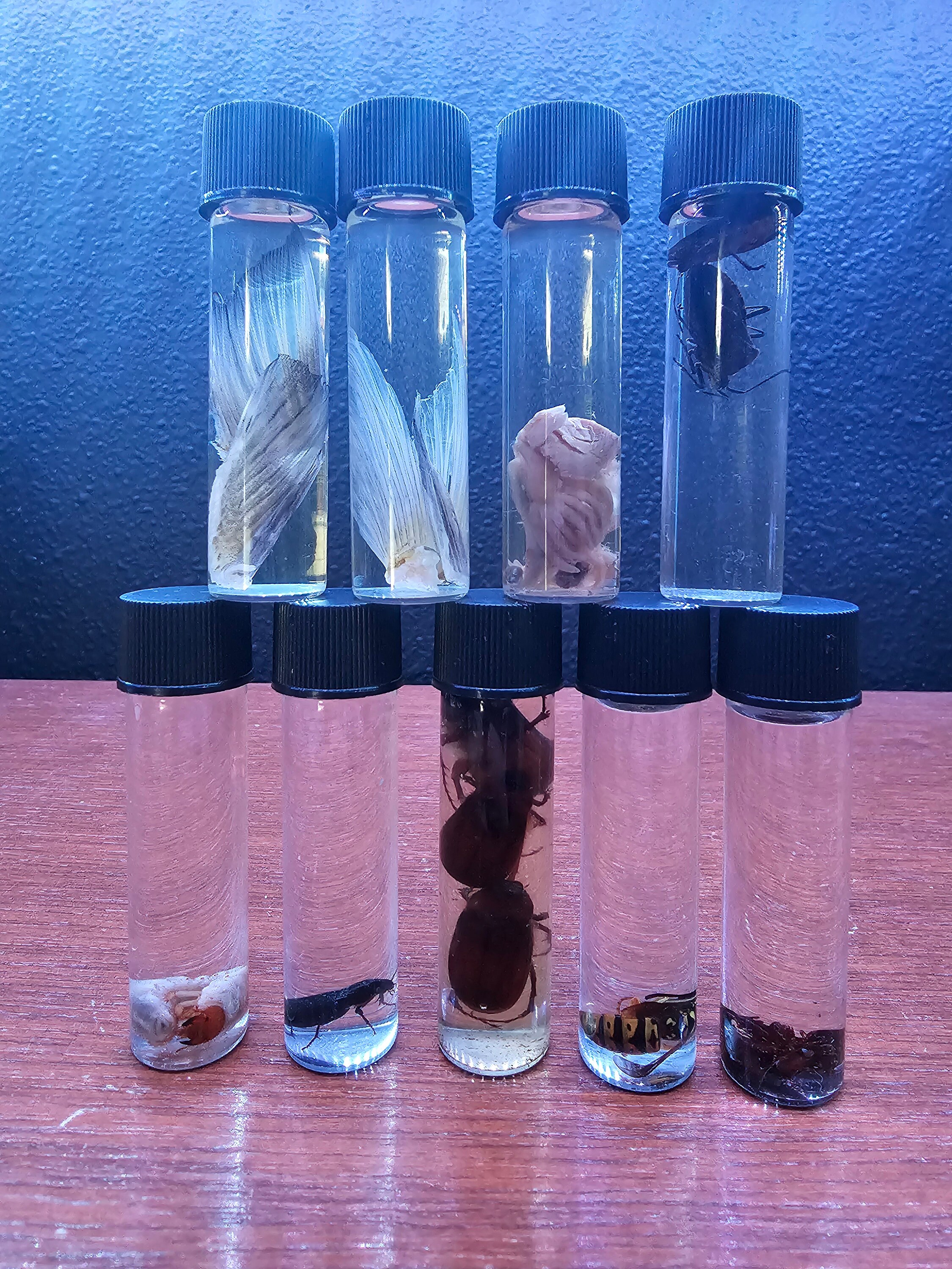 Choose Your Own Assortment Wet Specimen Science Classroom Gothic Home ...