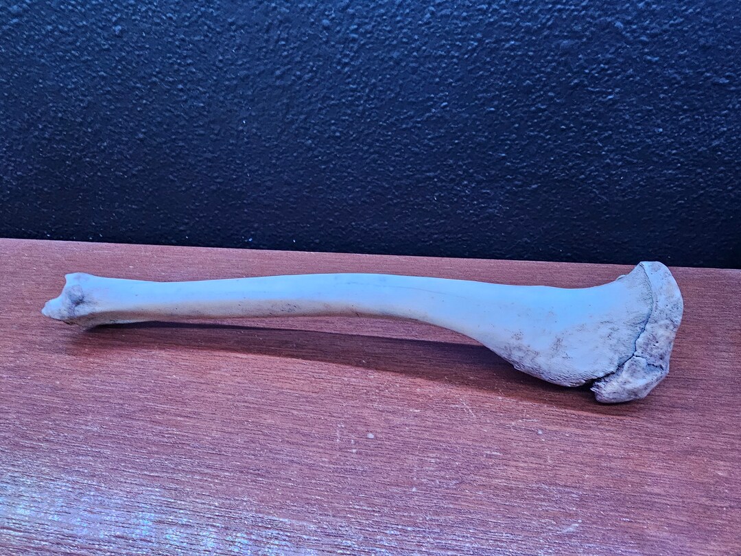 Real Deer Leg Bone Natural Cleaned | Taxidermy | Oddities | Curiosities ...