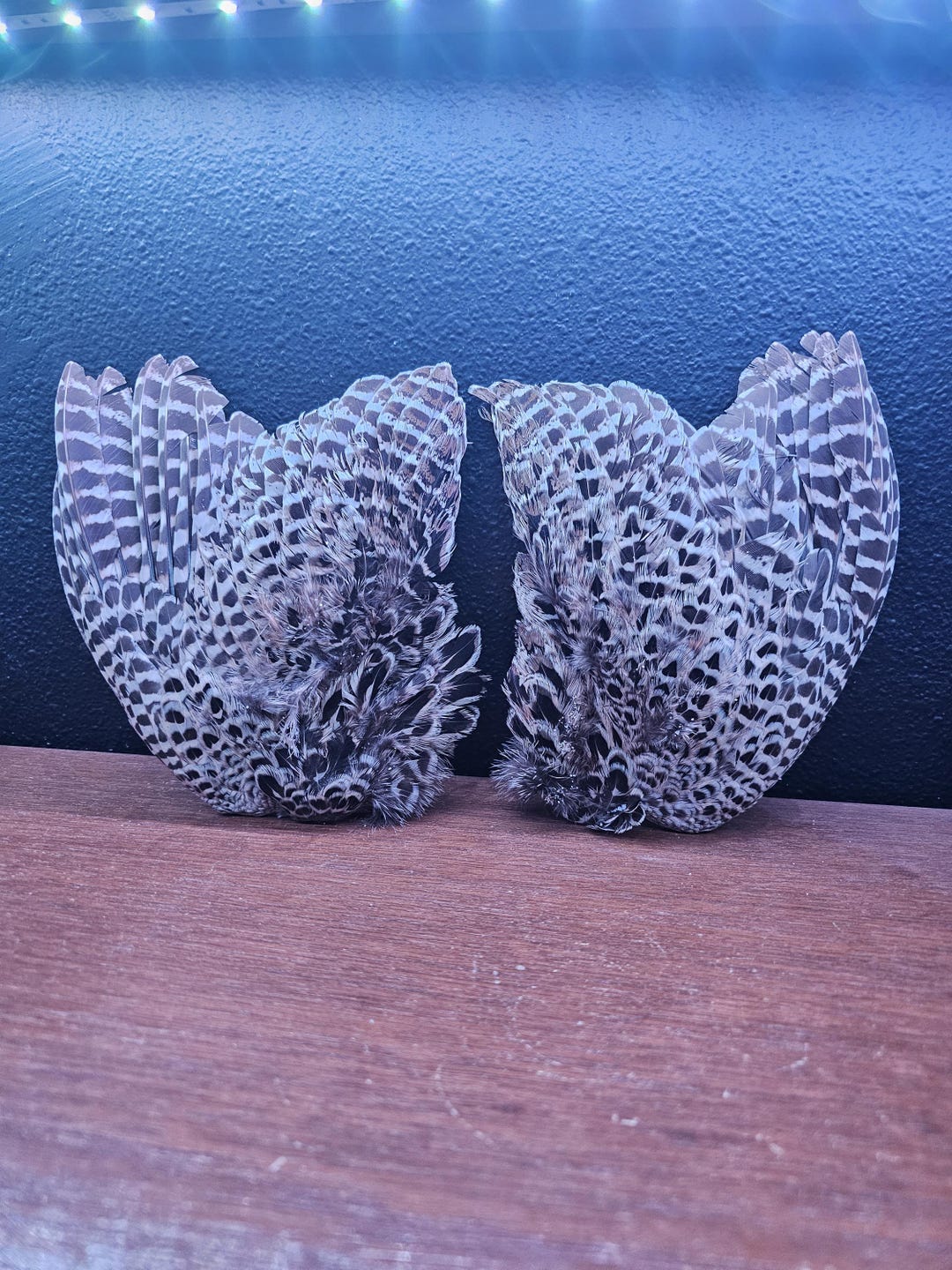Mummified Ringneck Pheasant Pair of Wings Taxidermy Oddities and ...