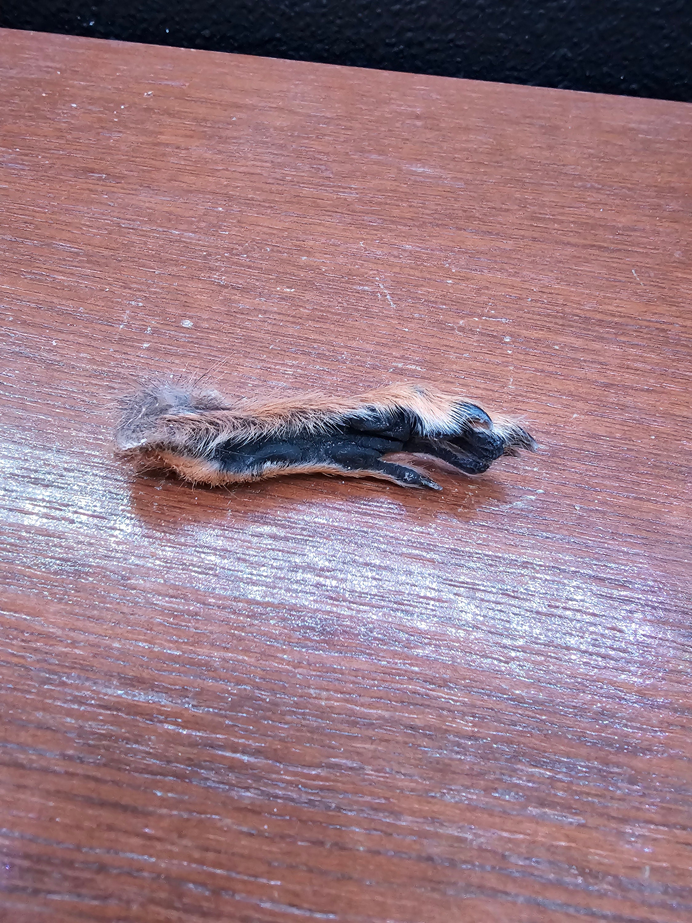 Mummified Red Squirrel Paws Taxidermy Oddities and Curiosities Gothic ...