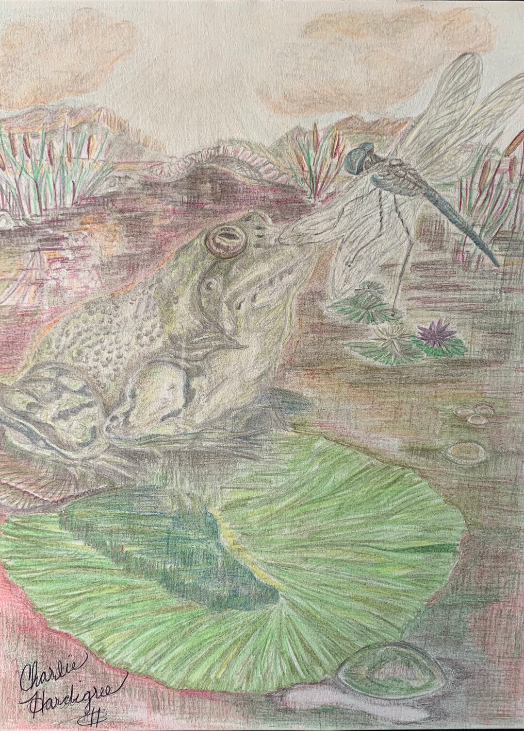 Green Frog Color Pencil Drawing - Etsy