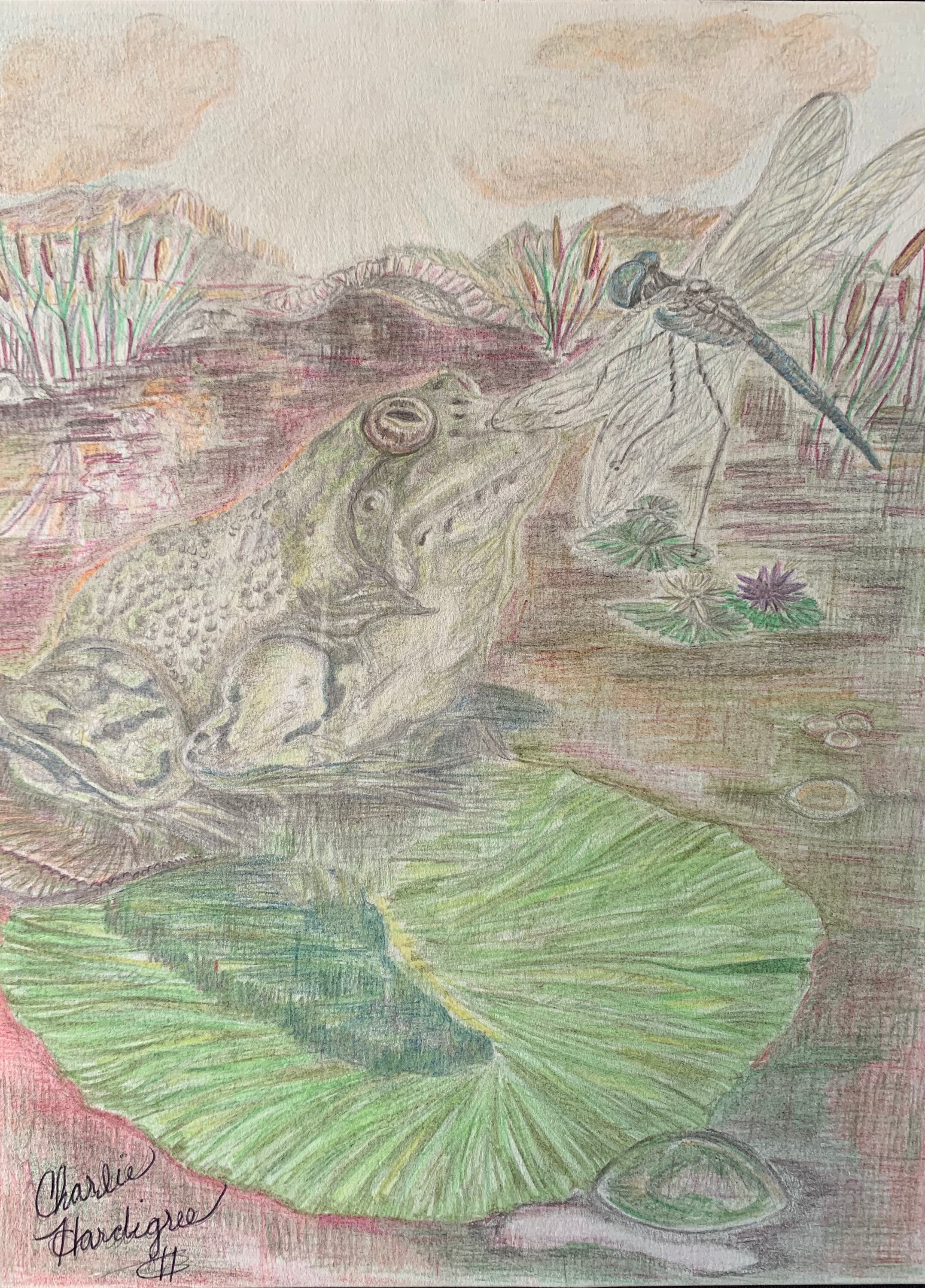 Green Frog Color Pencil Drawing - Etsy