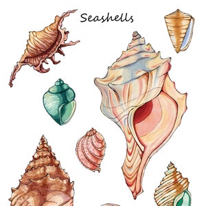 Watercolor Seashell Print, Conch Shell Art, Beachcomber Art, Beach ...