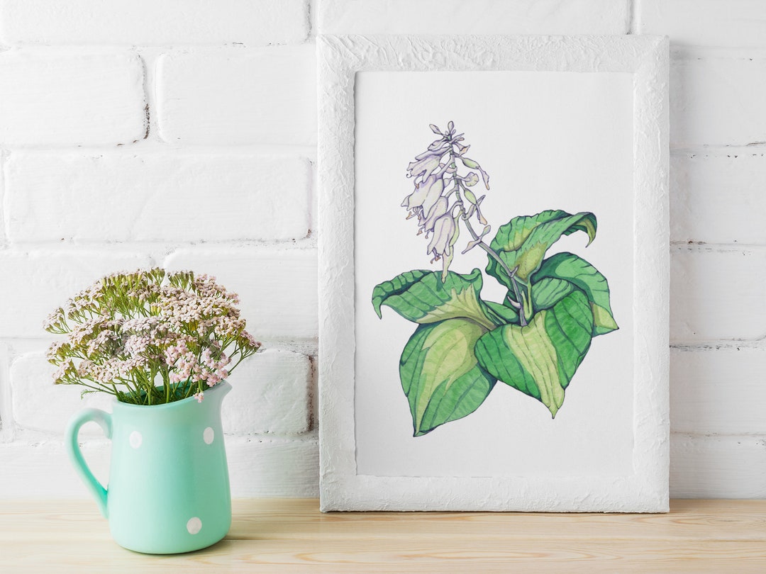 Art Print, White Hosta, Floral, Botanic Art, Watercolor Print, New ...