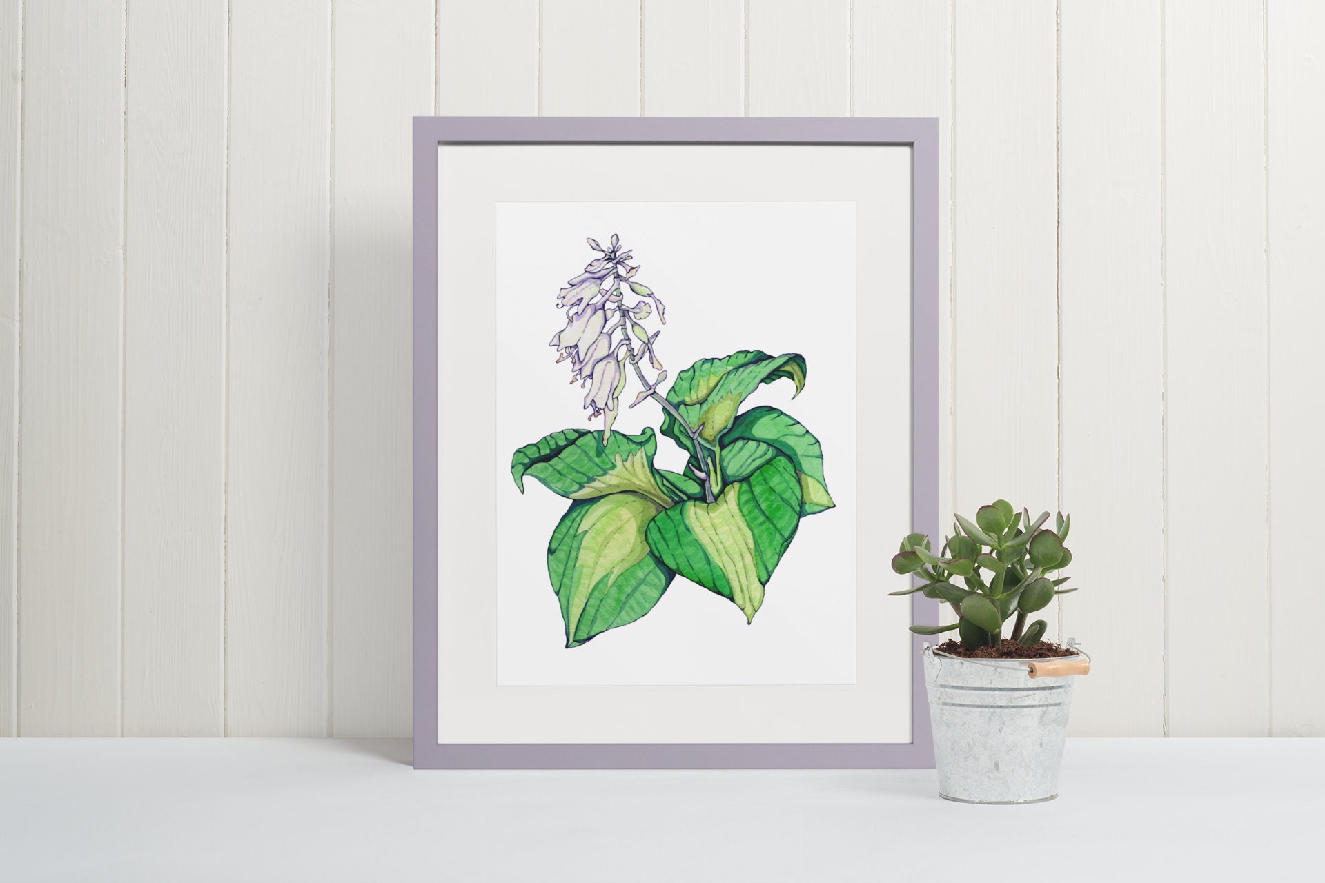 Art Print, White Hosta, Floral, Botanic Art, Watercolor Print, New ...