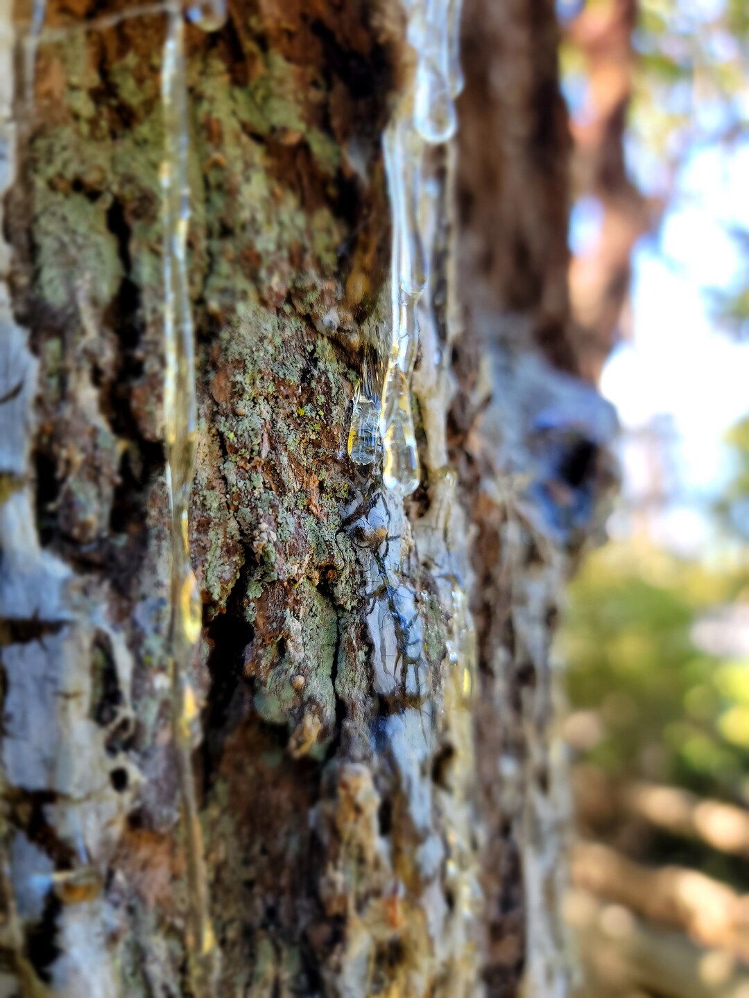 Balsam Fir Resin Salve - Etsy