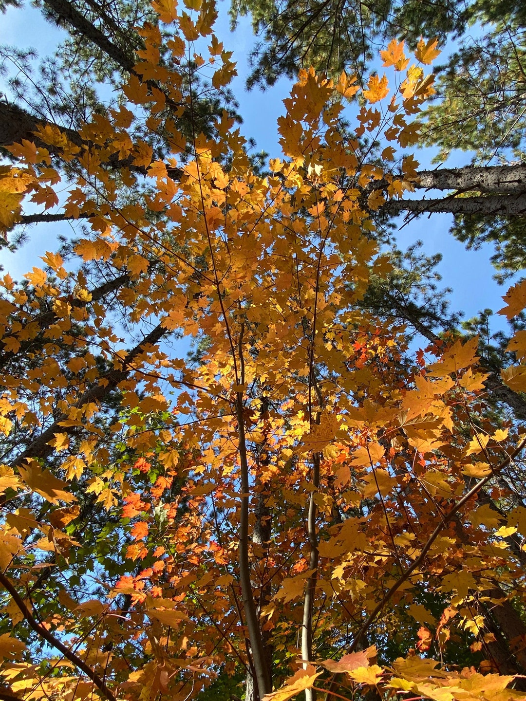 Digital Download Golden Maple in the Pines - Etsy