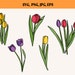 Spring Tulips SVG Bundle | Tulip Svg, Spring Flowers Svg, Floral Svg ...