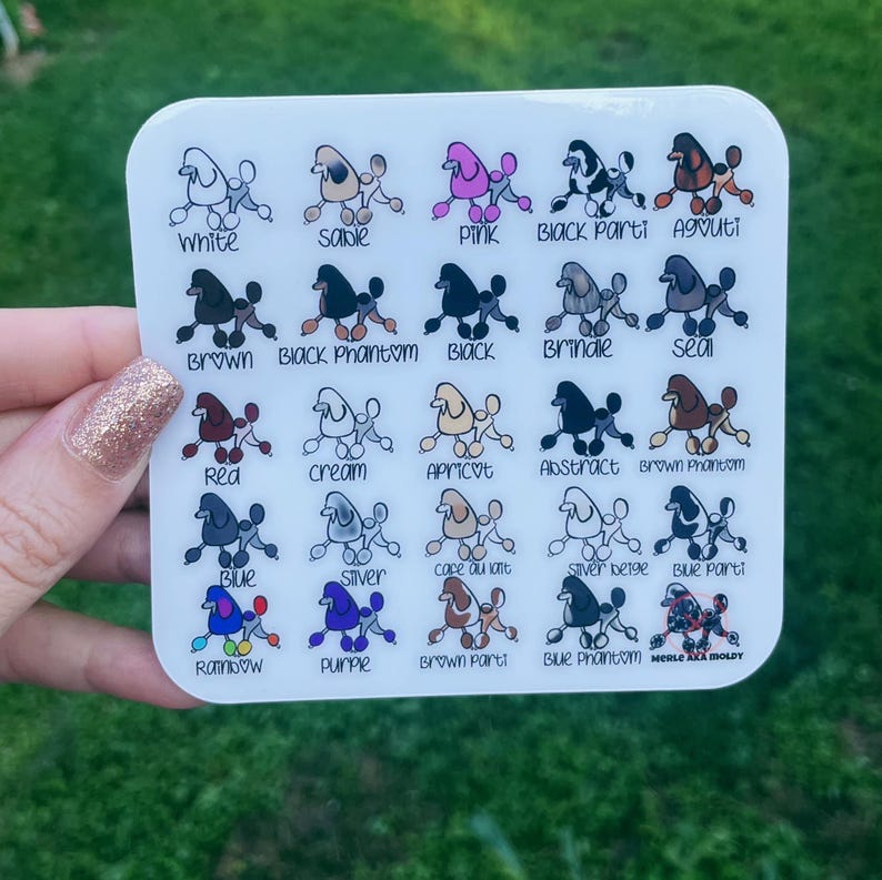 Poodle Color Chart Sticker - Etsy