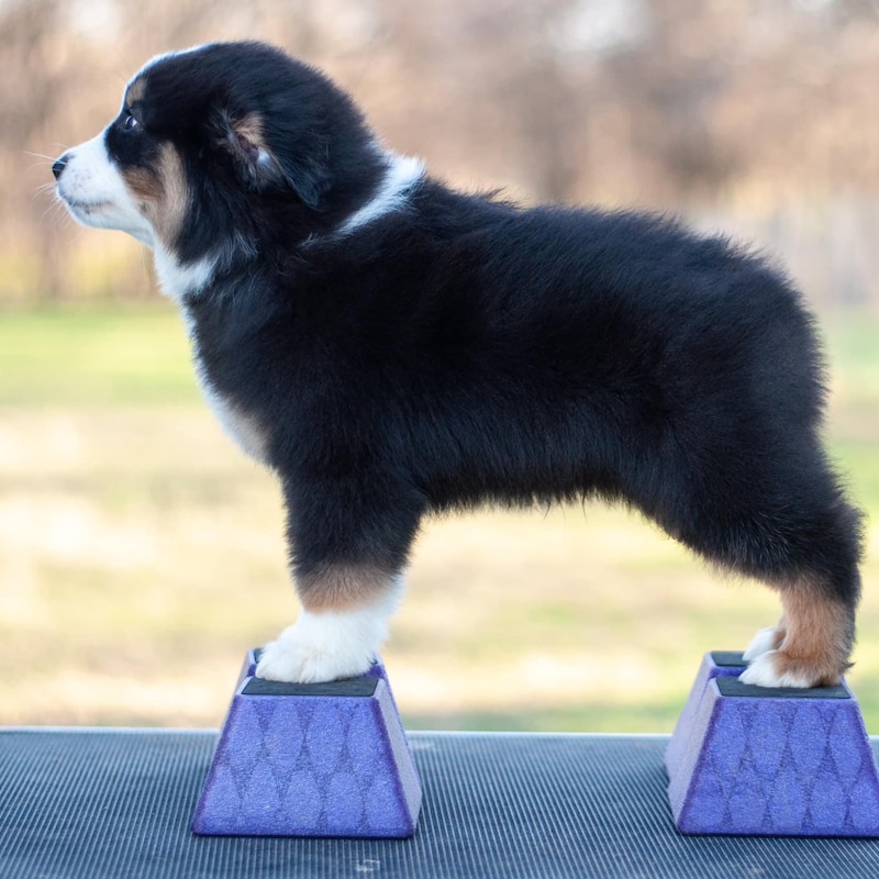 Dog Stacking Set - Etsy