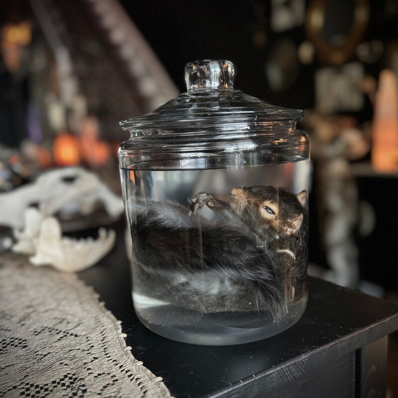 Specimen Jar - Etsy