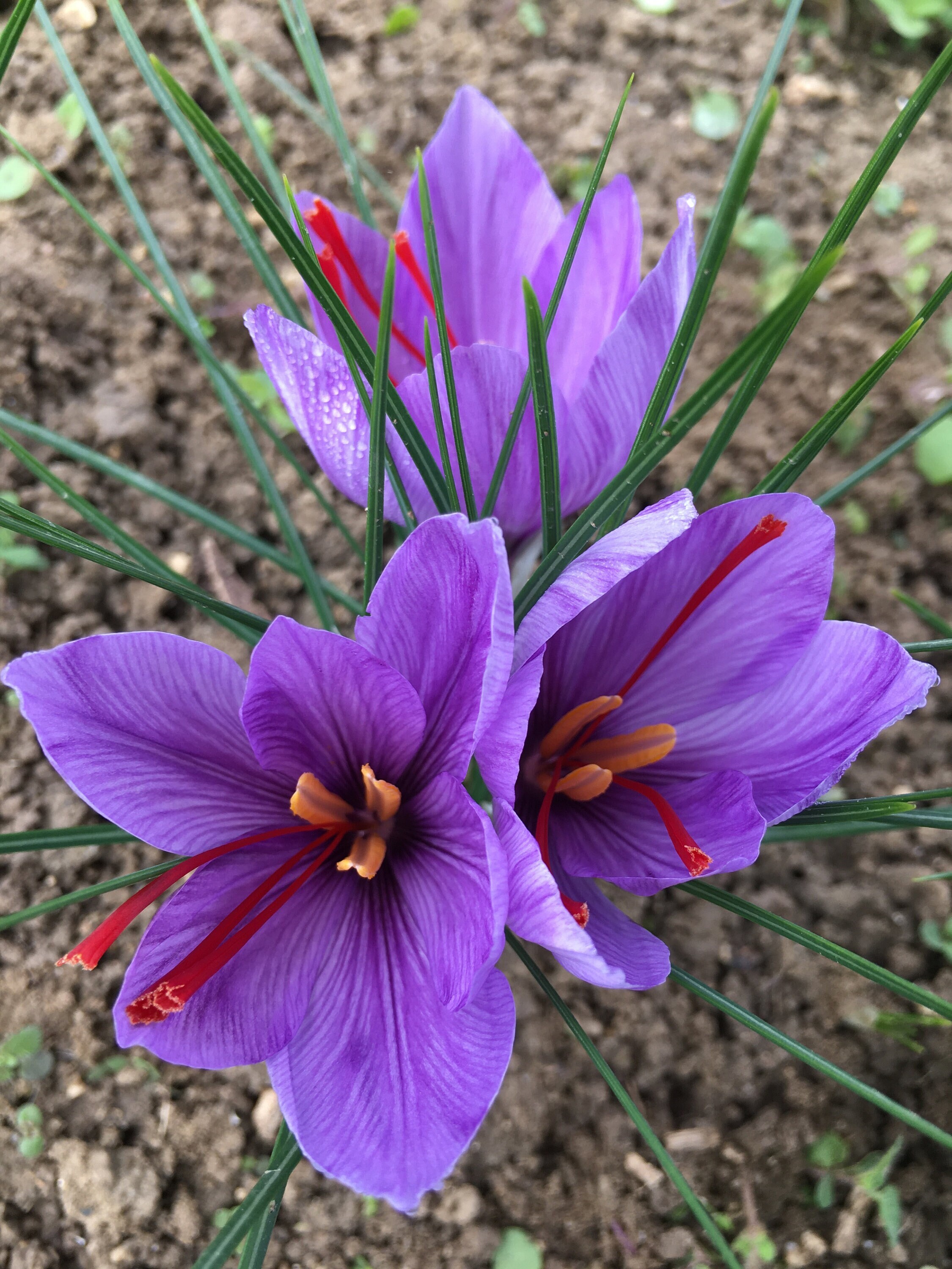 Crocus Corm