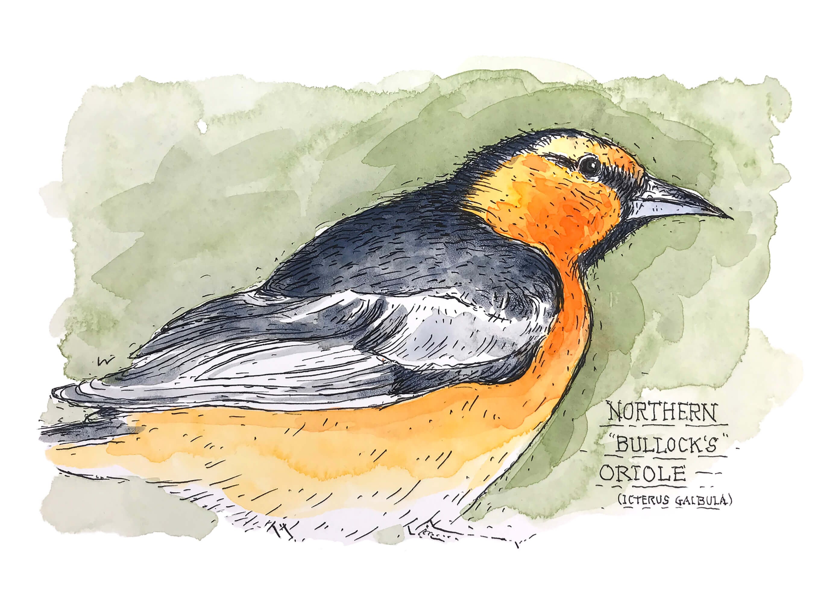 Northern bullock's Oriole Painting - Etsy