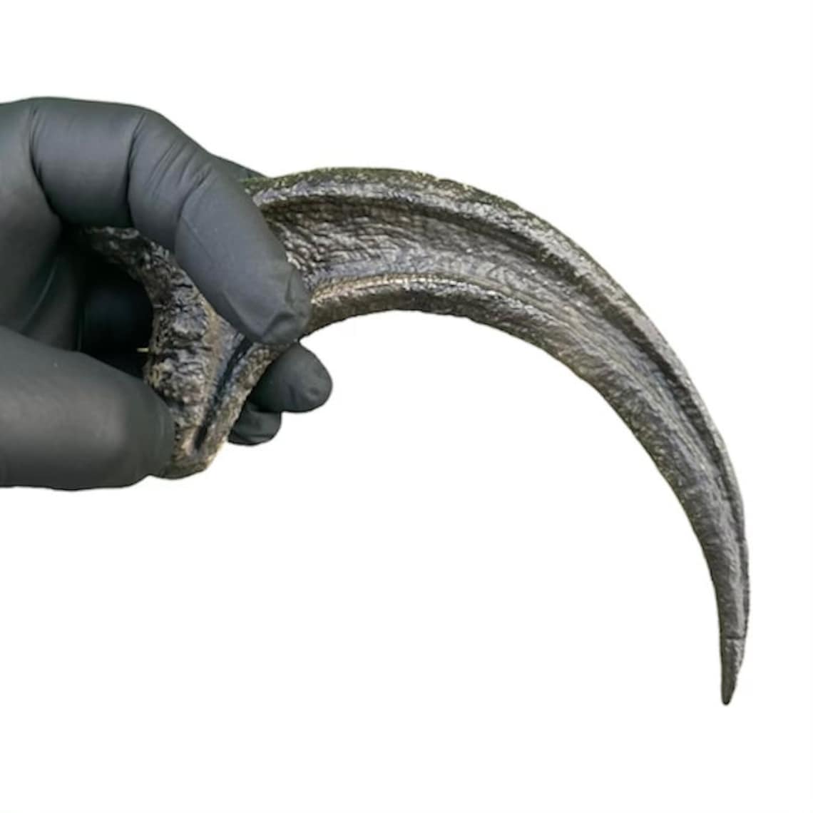 Kingdom Collection Realistic Utahraptor Claw - Etsy