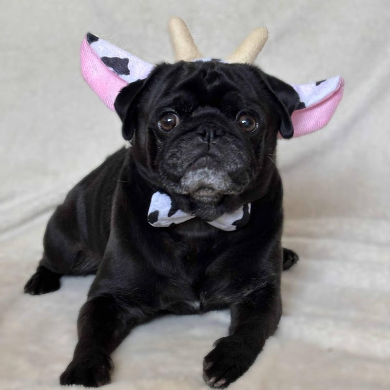 Chipettes Jeanette Costume - Etsy Australia