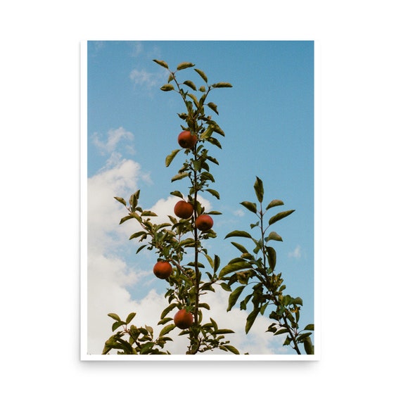 Vintage Apple Branch Poster Apple Tree Print Fruit - Etsy