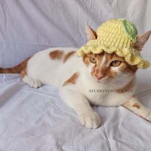 Lemon Cat and Dog Crochet Bucket Hat, With Green Leaf on Top, Cute Pet ...