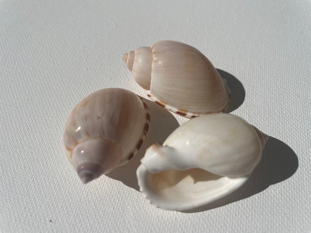 CASSIDAE. Ocean Shells. Beach Shells. Decor Home, Shell Showcases ...