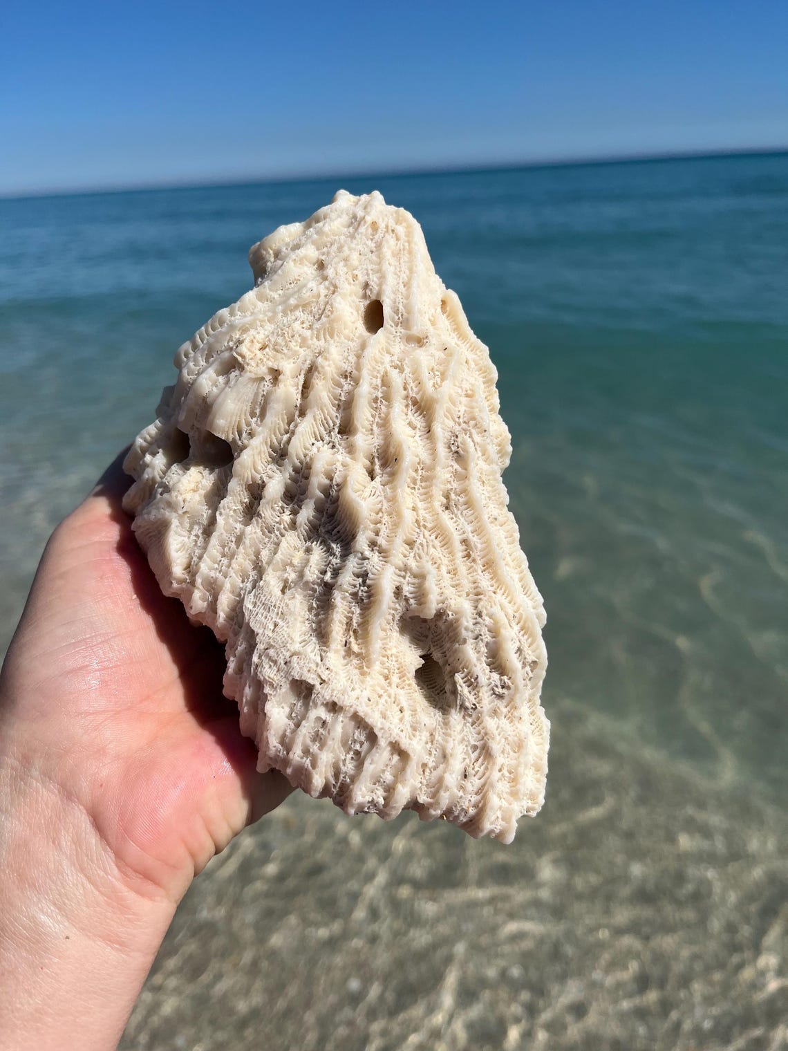 Natural Florida Sea Coral: Coastal Decor, Crafting, Aquarium - Etsy