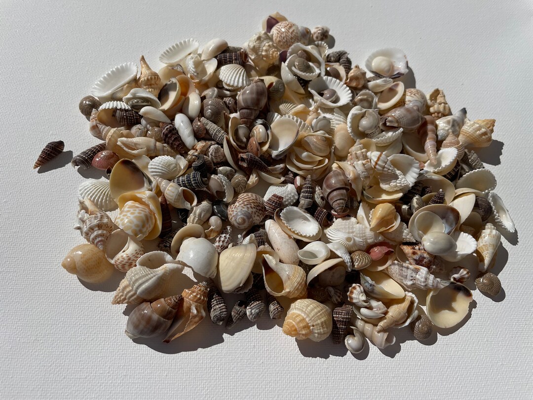 Mix Sea Shells. Gorgeous Beach Shells. Home Decor, Shells Candles ...