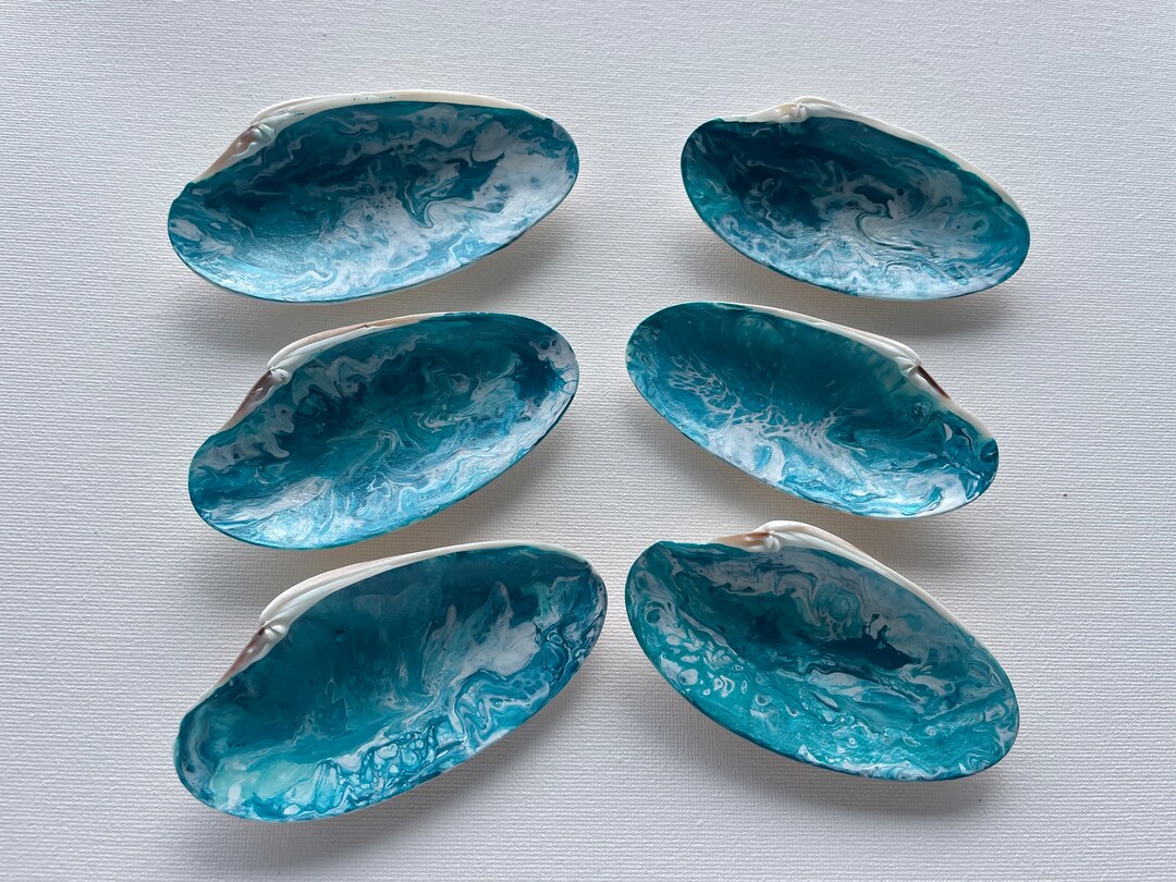 Set 6pcs. Sunray Venus Giant Atlantic Seashells, Home Decor. Florida ...