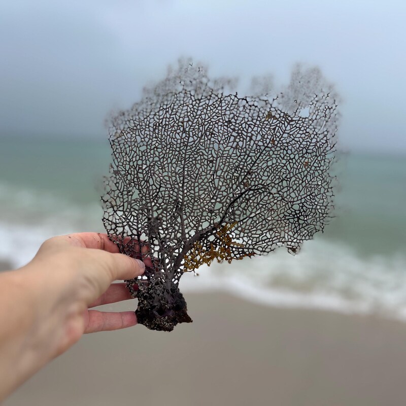 Coral Sea Fan - Etsy