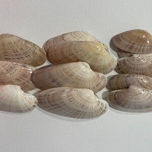 Set 12 Pcs. Sunray Venus Giant Atlantic Seashells, Home Decor. Shells ...