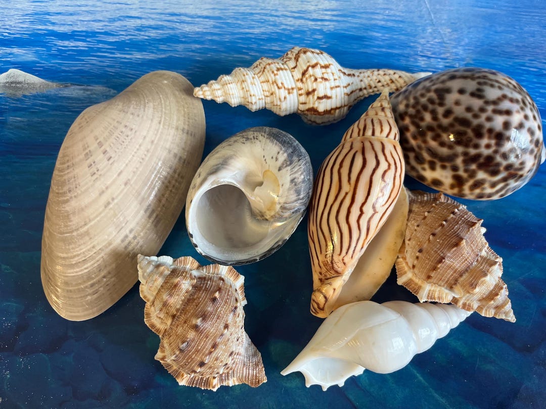 Florida Seashells , Rare Ocean Shells for Coastal Decor & Crafts ...