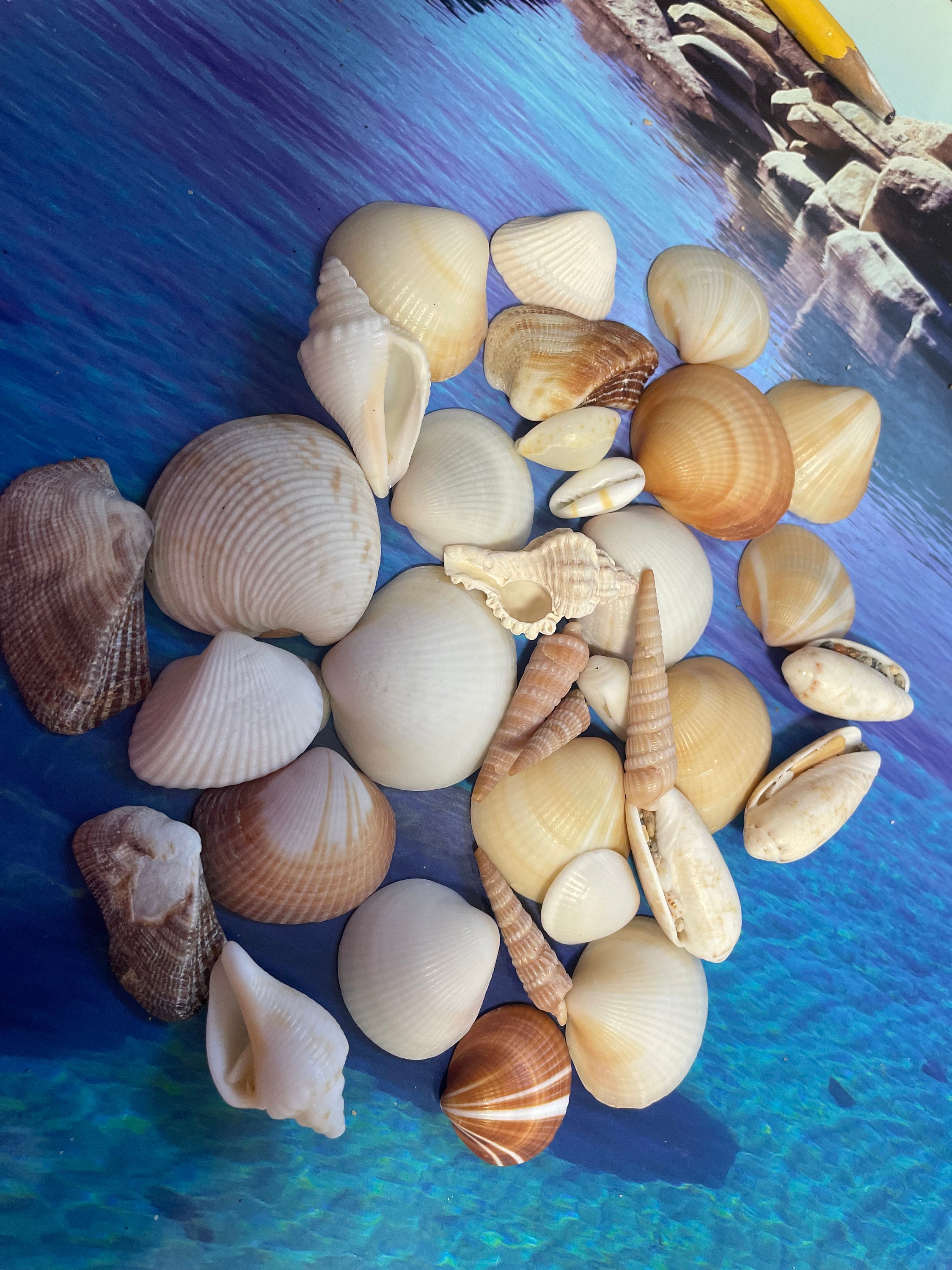 Ocean Seashells. Beach Seashells Seashells Candles. Marine - Etsy