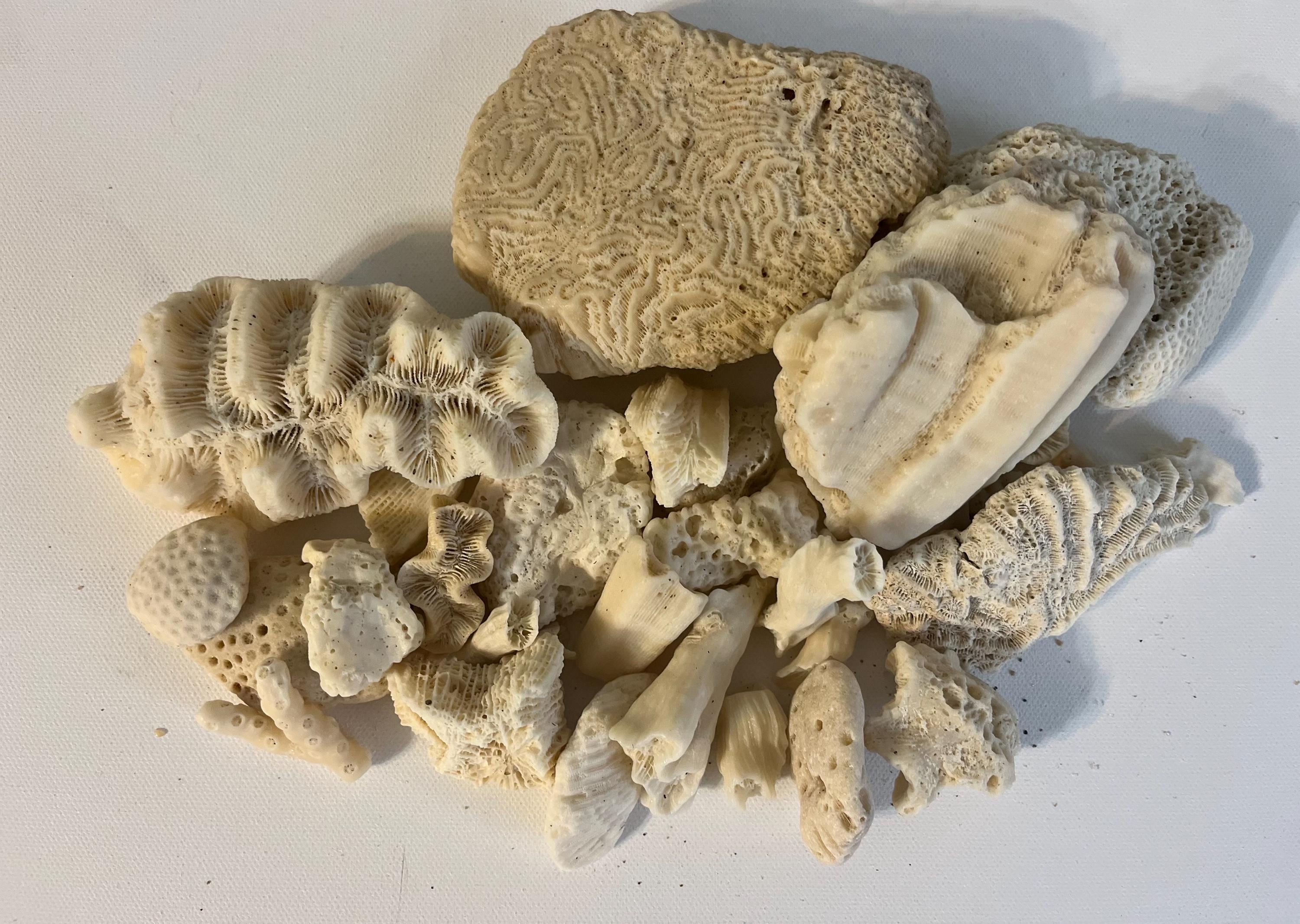 Natural Florida Fossil Coral Pieces: Beach Decor, Craft Supplies, Set ...
