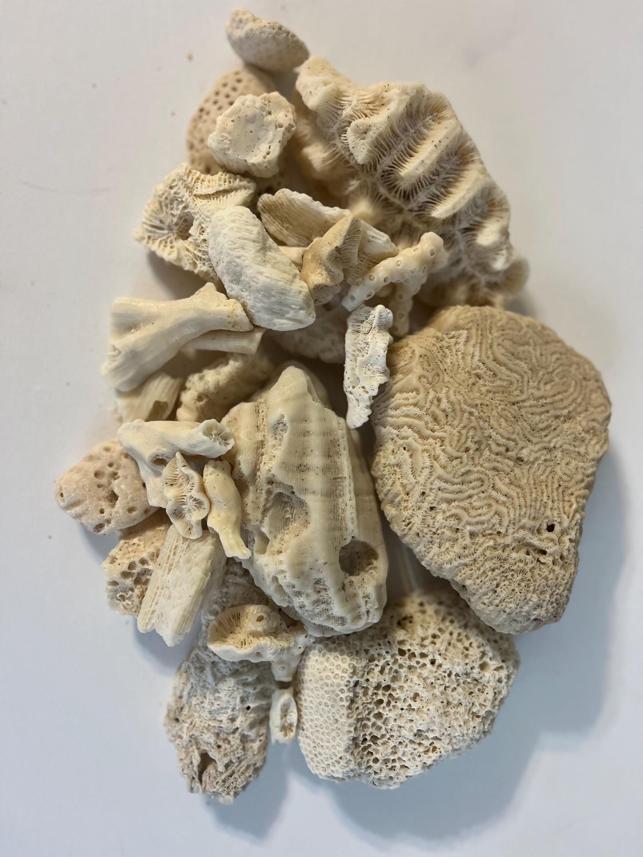 Natural Florida Fossil Coral Pieces: Beach Decor, Craft Supplies, Set ...