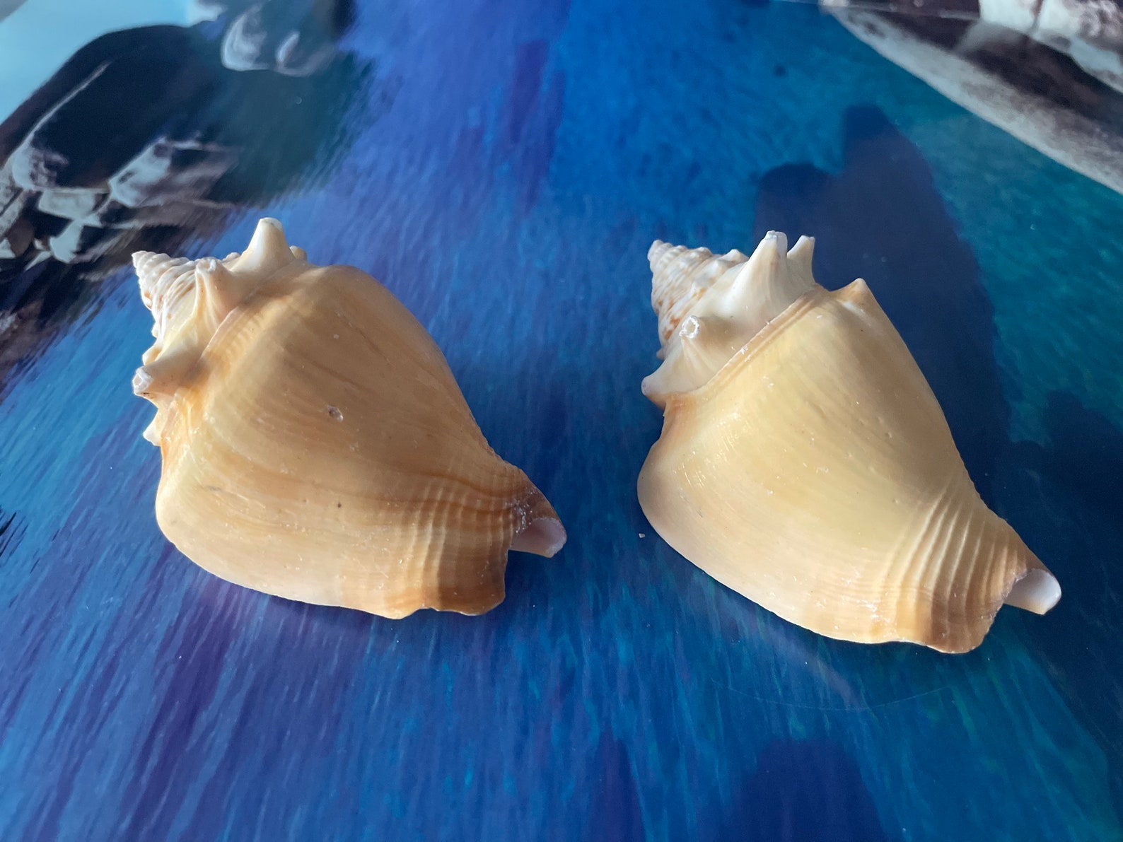 Strombus Shell. Ocean Shells. Beach Shells. Decor for Marine Aquariums ...