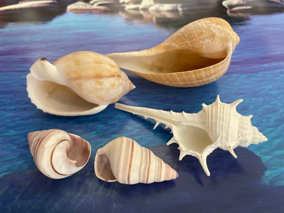 Ocean Shells About 120 PCS Sea Shells Mixed Beach,3 5 Style Shell