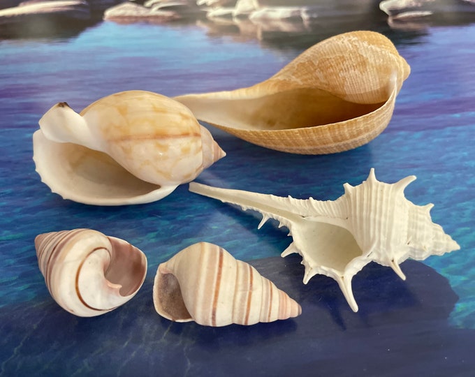 Ocean Shells. Beach Shells. Decor for Marine Aquariums, Interiors ...