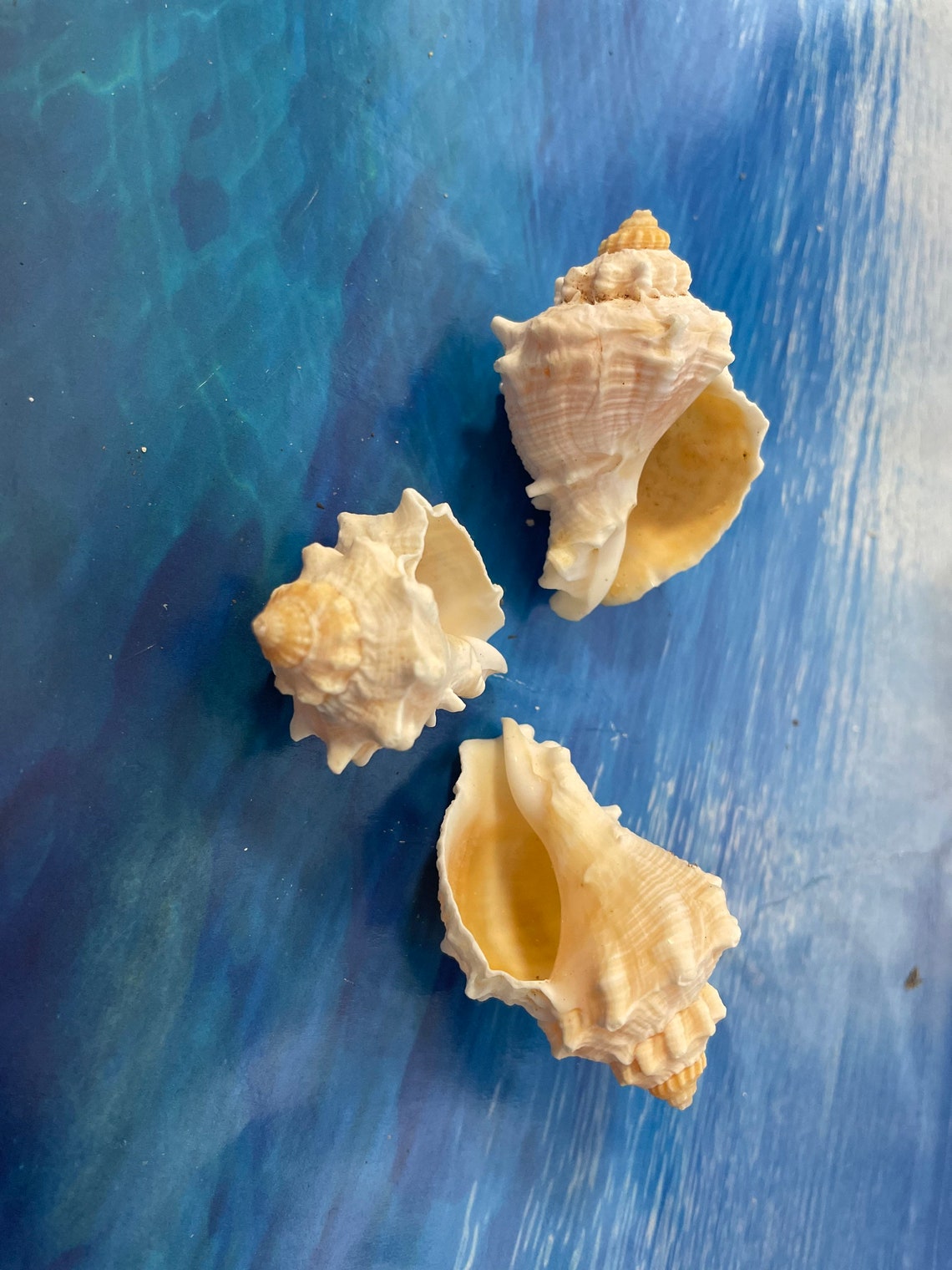 Ocean Shells. Beach Shells. Decor for Marine Aquariums - Etsy