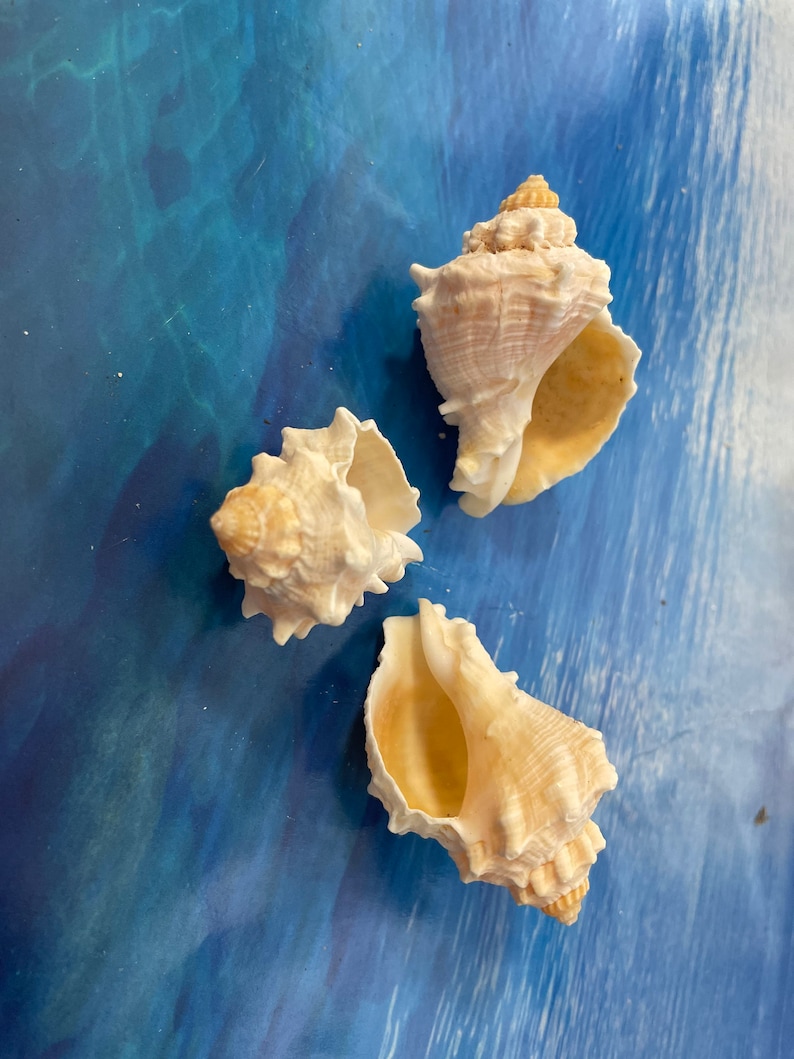 Ocean Shells. Beach Shells. Decor for Marine Aquariums - Etsy